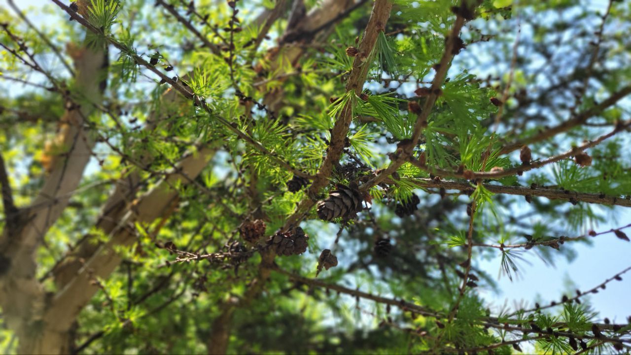 Сильная жара до +40 испытает жителей Бурятии